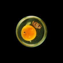 SUZANNE ANKER, reimagining genetic laboratory fictions