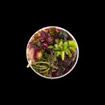 SUZANNE ANKER, reimagining genetic laboratory fictions