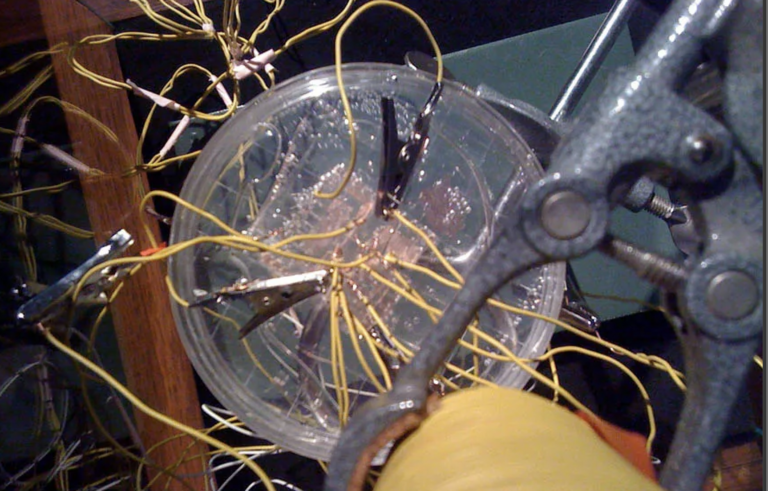 JOE DAVIS, from Microvenus to Astrobiology