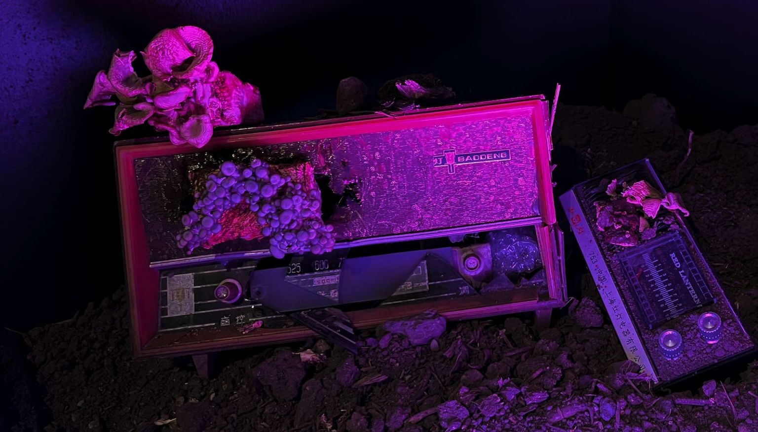 ERYK SALVAGGIO, cyborg fungi music for nonhuman intelligence